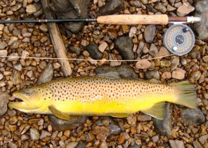 Trout Fishing Australia – Lures, Tackle & Locations | Fishing Tackle ...